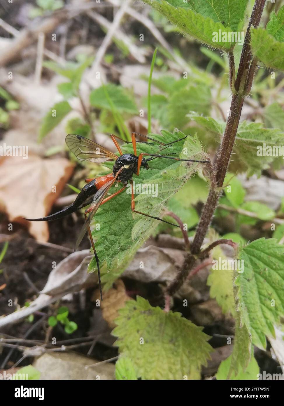 Giant Sabre Comb Horn Cranefly (Tanyptera atrata Stock Photo - Alamy
