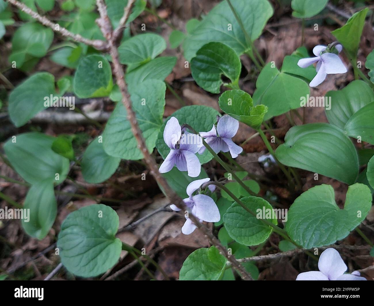 alpine marsh violet (Viola palustris Stock Photo - Alamy