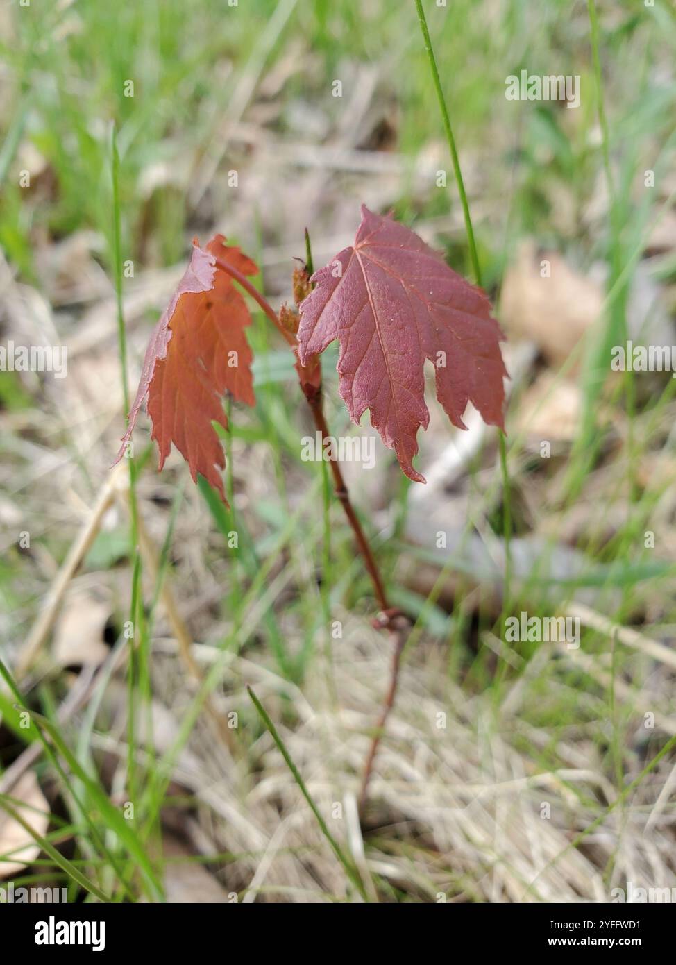 red maple (Acer rubrum Stock Photo - Alamy