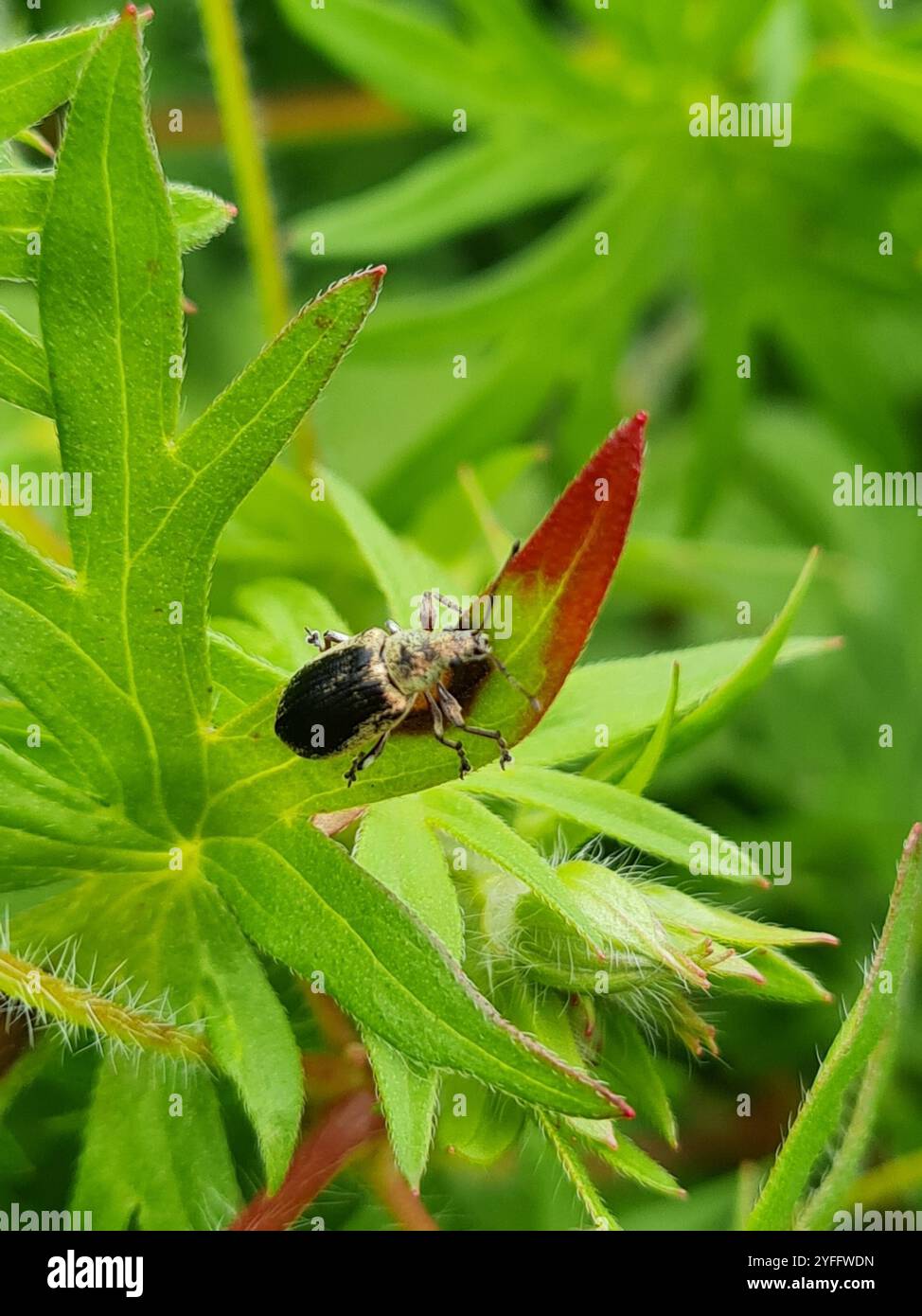 Nettle weevil (Phyllobius pomaceus Stock Photo - Alamy