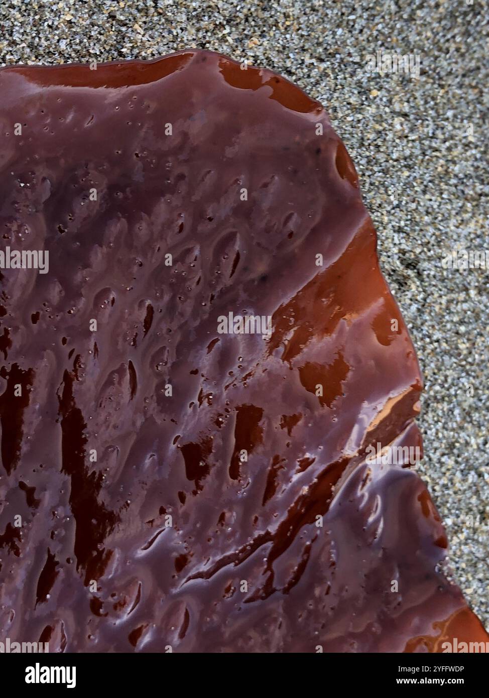 Turkish Towel (Chondracanthus exasperatus Stock Photo - Alamy