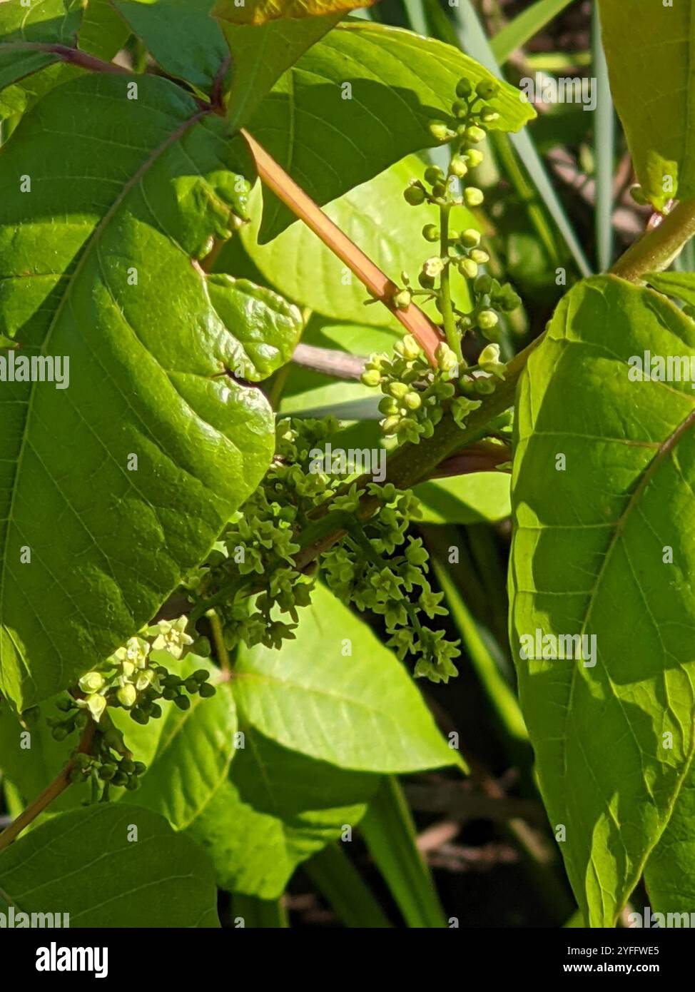 eastern poison ivy (Toxicodendron radicans Stock Photo - Alamy