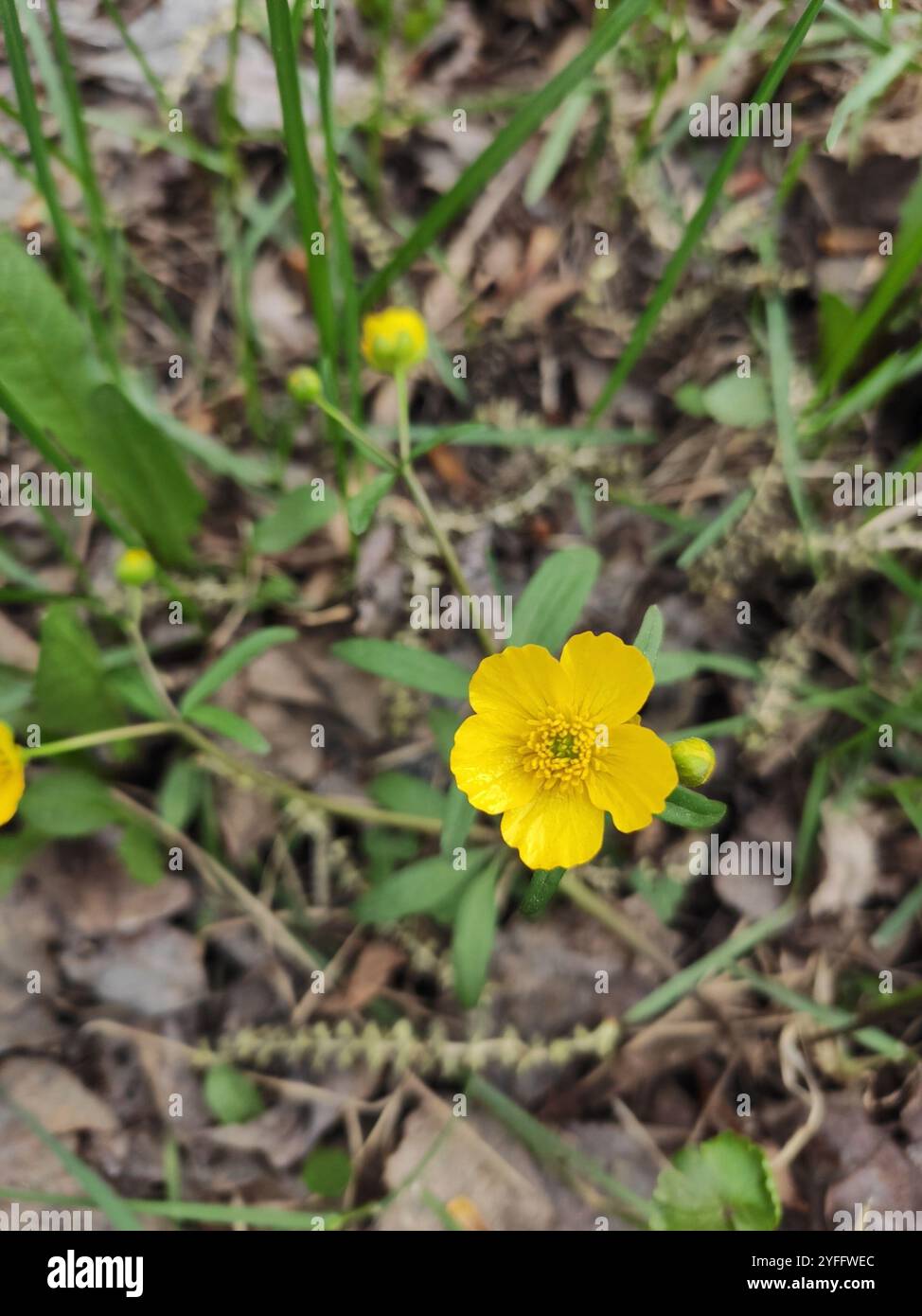 One-leaf buttercup (Ranunculus monophyllus Stock Photo - Alamy