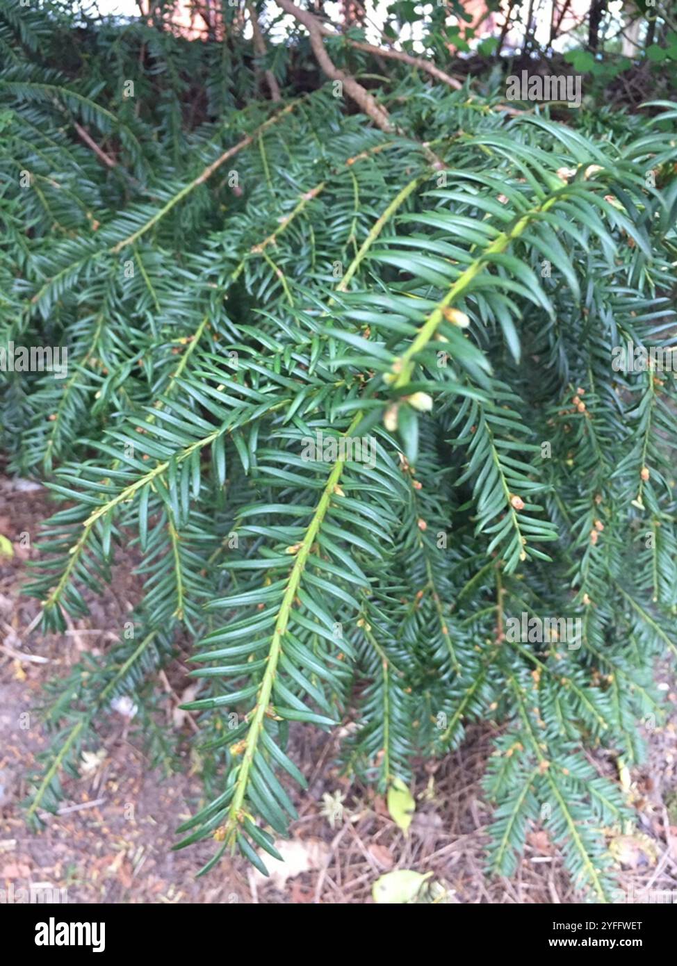 common yew (Taxus baccata Stock Photo - Alamy