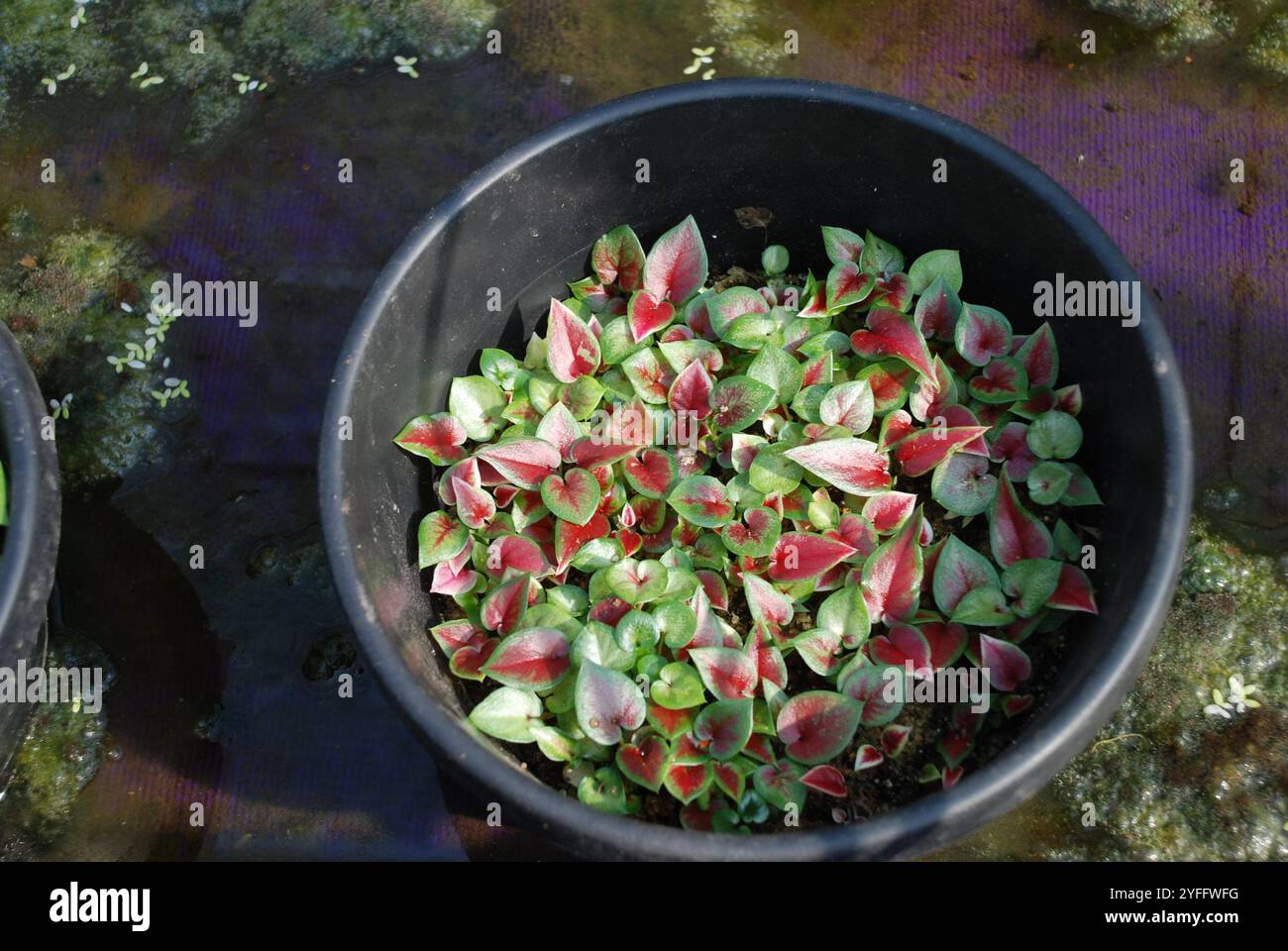 Closeup Yop view photo of mini caladium plants in black plastic pot ...