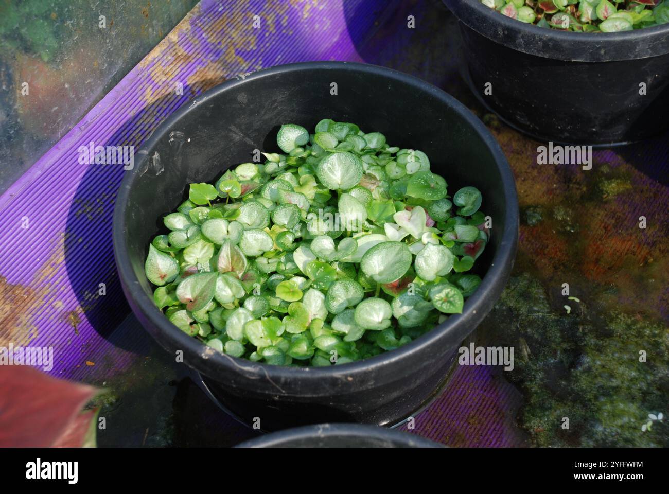 Closeup Yop view photo of mini caladium plants in black plastic pot ...