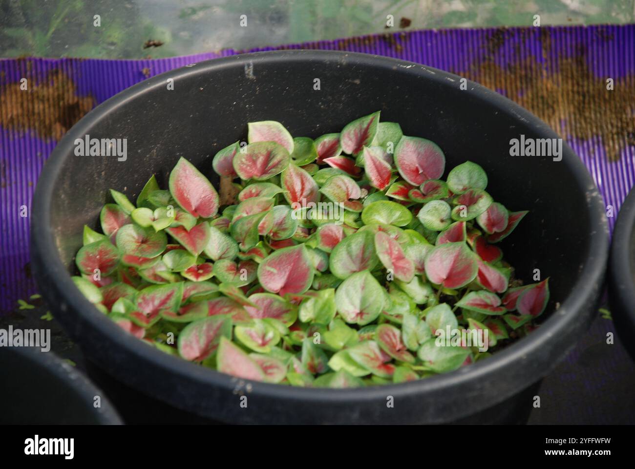 Closeup Yop view photo of mini caladium plants in black plastic pot ...