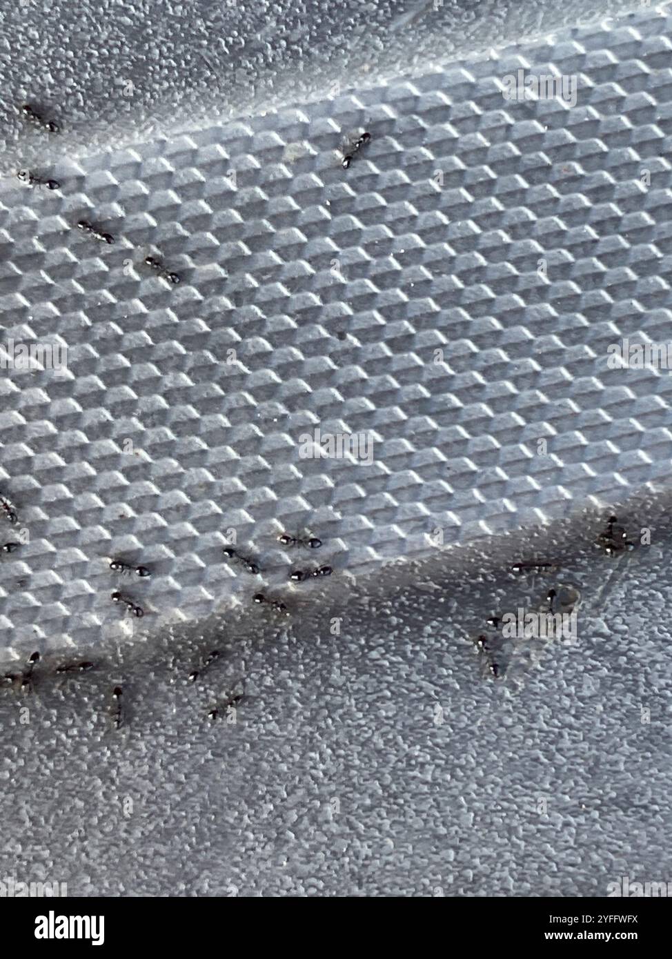 Common Trailing Ant (Monomorium minimum Stock Photo - Alamy