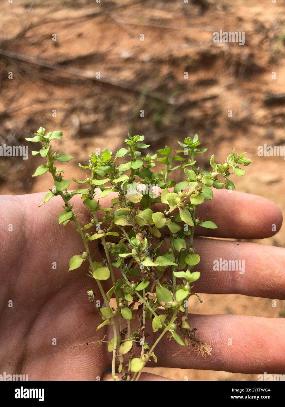 Chaffweed (Lysimachia minima Stock Photo - Alamy