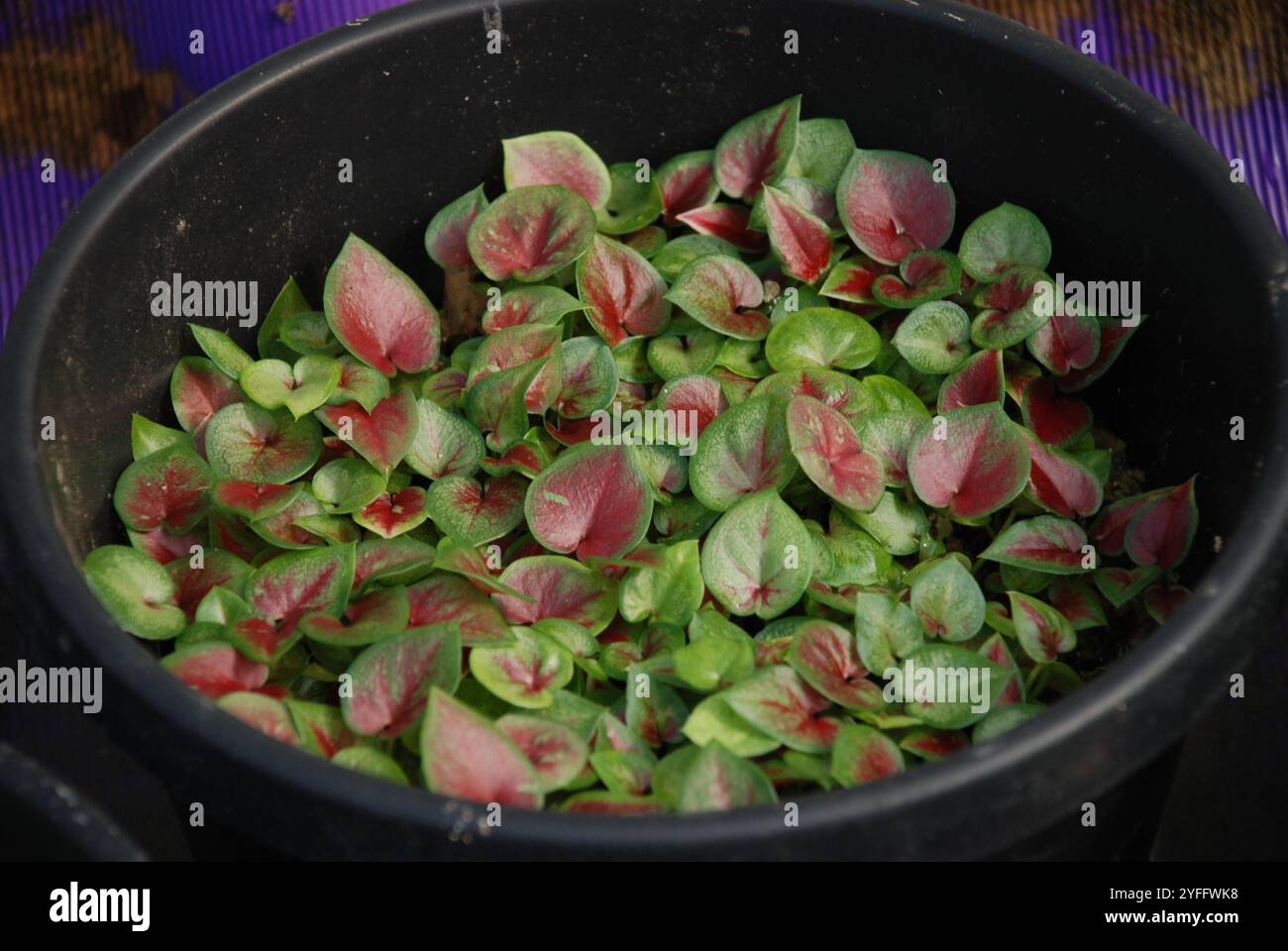 Closeup Yop view photo of mini caladium plants in black plastic pot ...