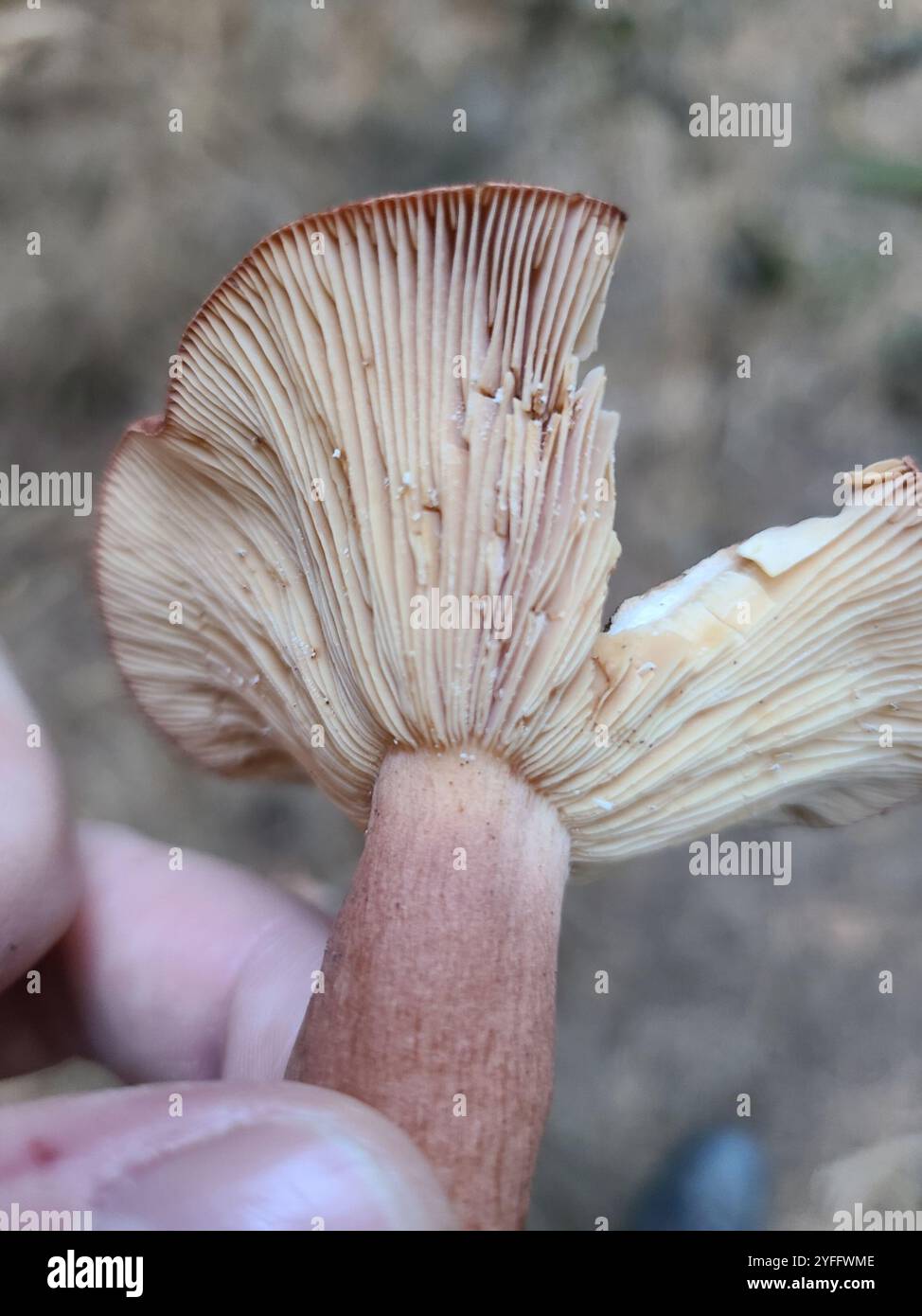 Rufous Milkcap (Lactarius rufus Stock Photo - Alamy