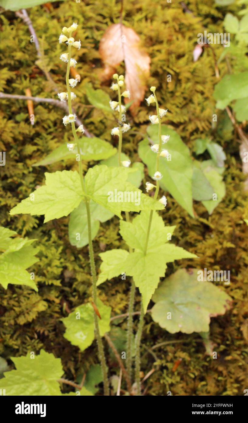 twoleaf miterwort (Mitella diphylla Stock Photo - Alamy