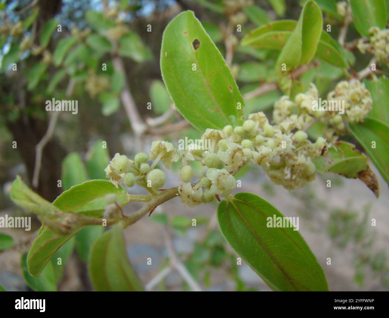 Christ's thorn jujube (Ziziphus spina-christi Stock Photo - Alamy
