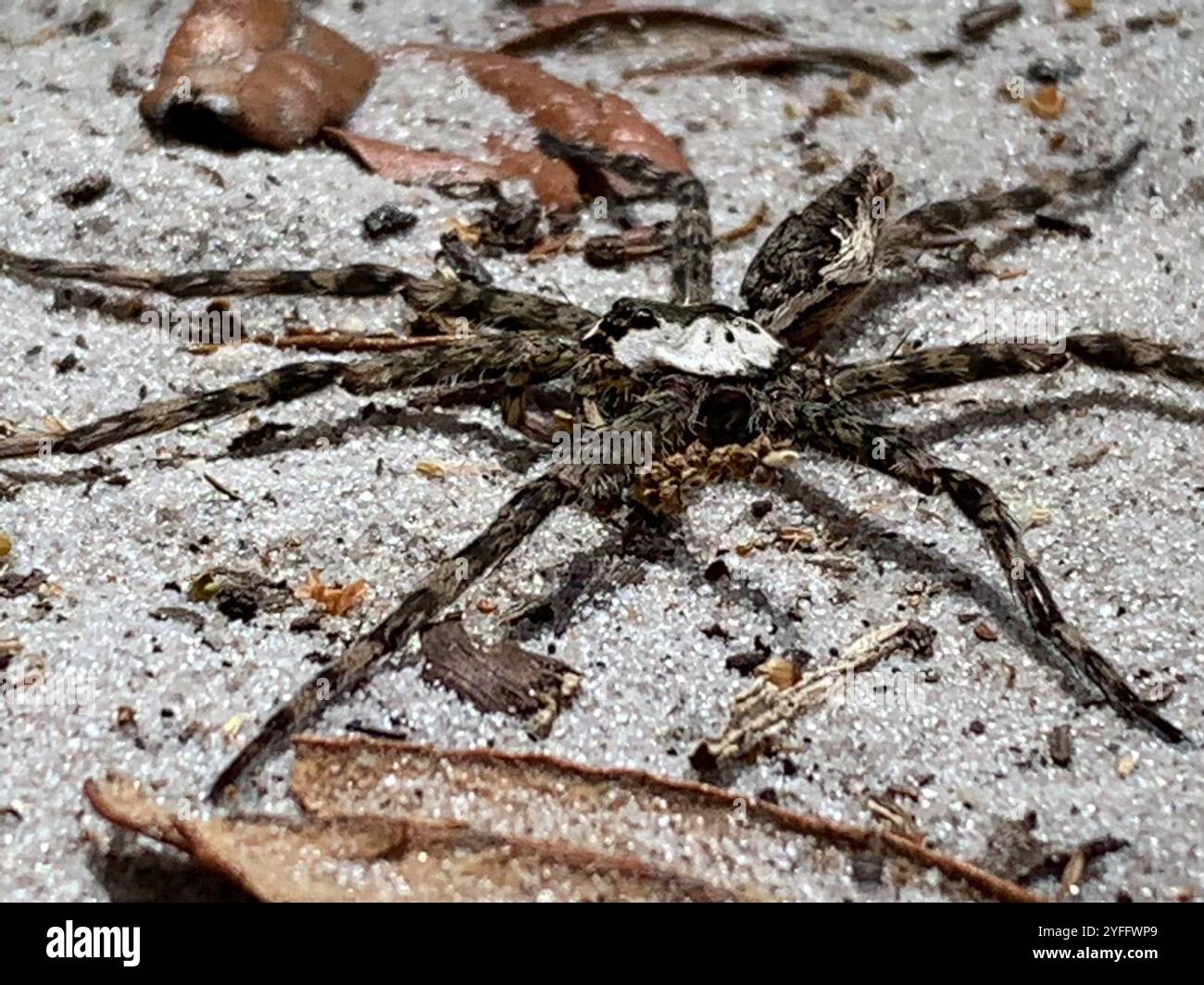 Dolomedes albineus hi-res stock photography and images - Alamy