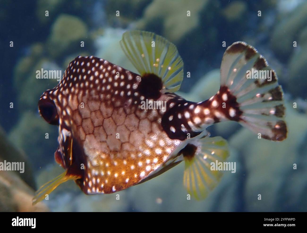 Smooth Trunkfish (Lactophrys triqueter Stock Photo - Alamy