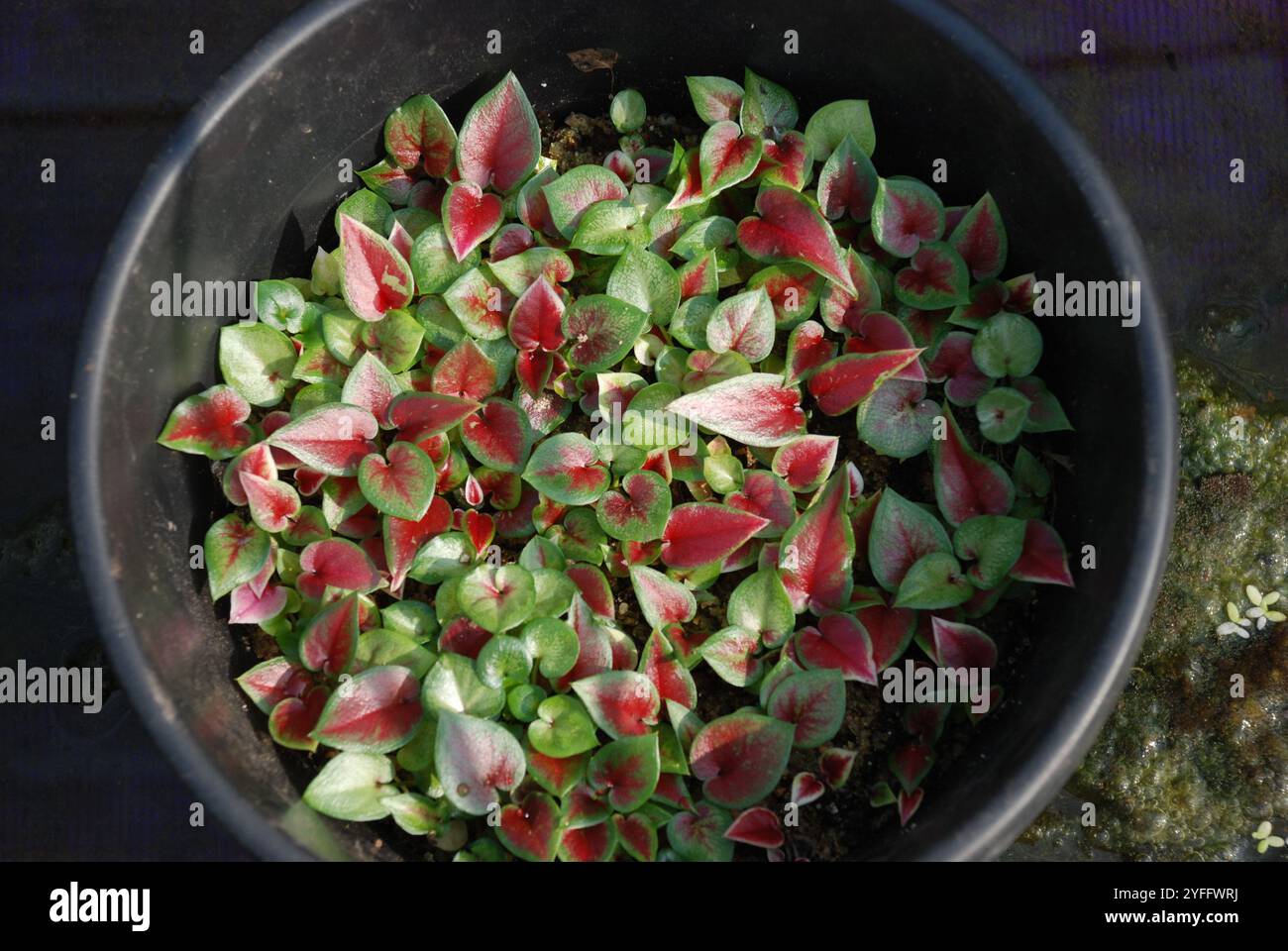 Closeup Top view photo of mini caladium plants in black plastic pot ...