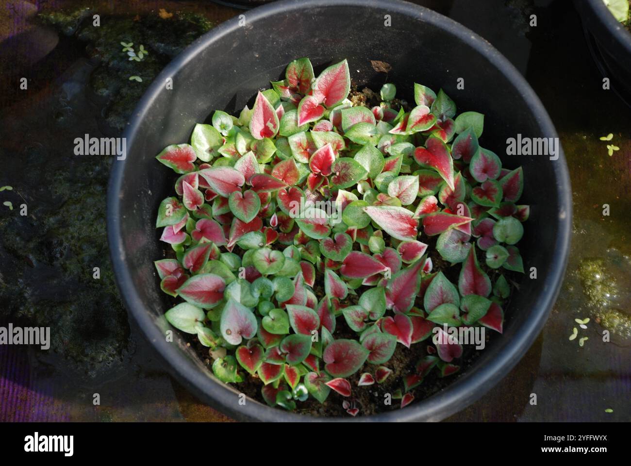 Mini caladium plant hi-res stock photography and images - Alamy