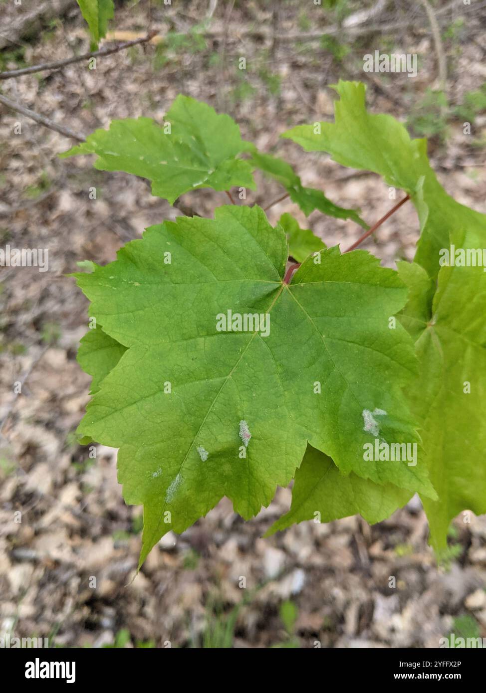 Aculus hi-res stock photography and images - Alamy