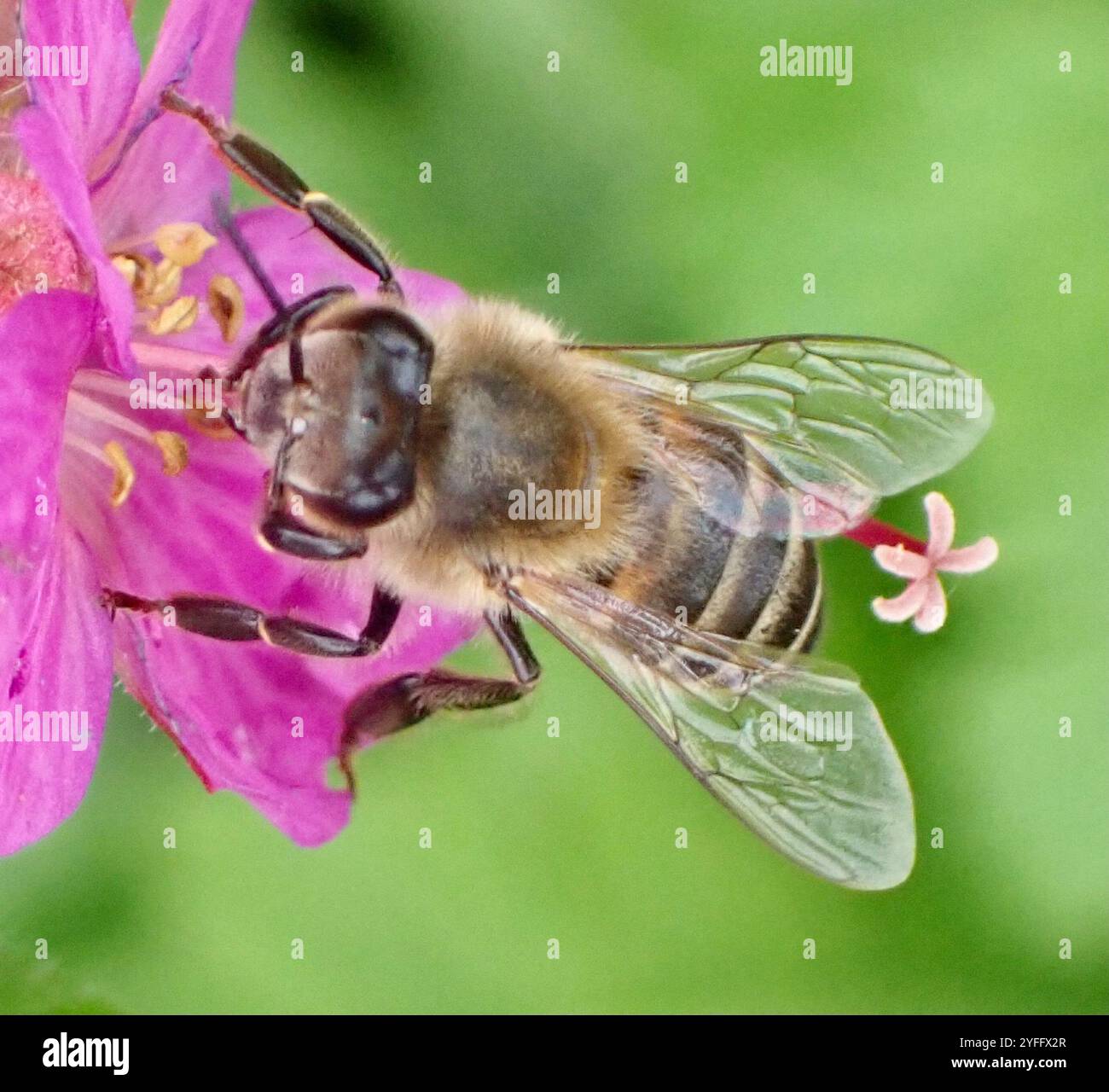 Western Honey Bee (Apis mellifera Stock Photo - Alamy