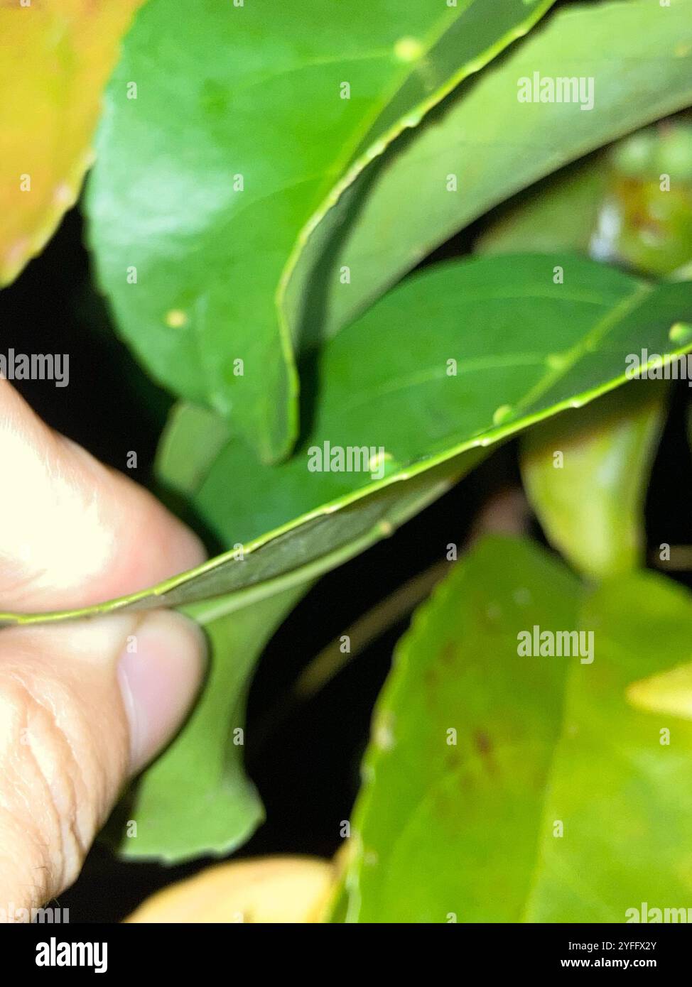 Gall and Rust Mites (Eriophyidae Stock Photo - Alamy