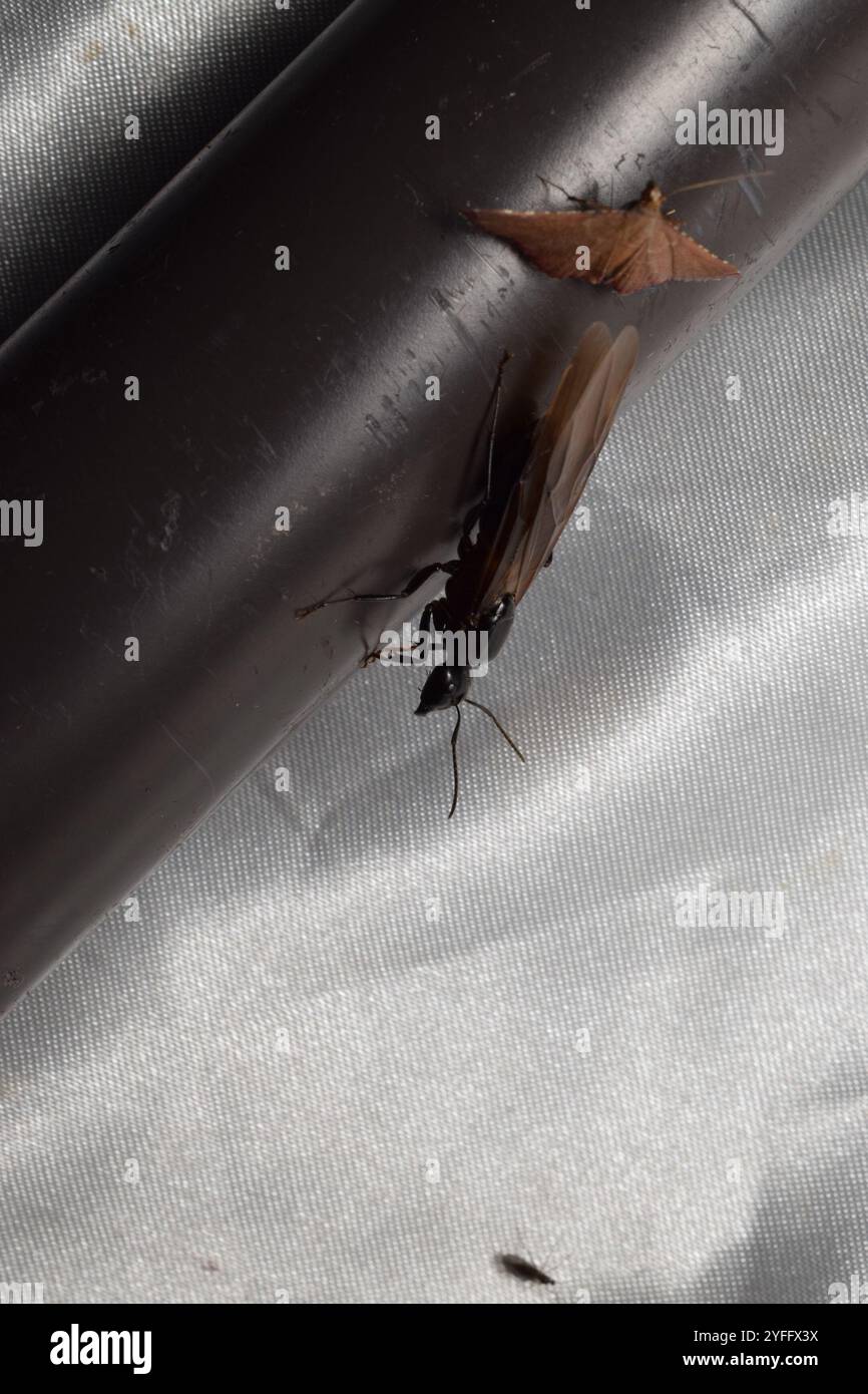 Japanese Carpenter Ant (Camponotus japonicus Stock Photo - Alamy