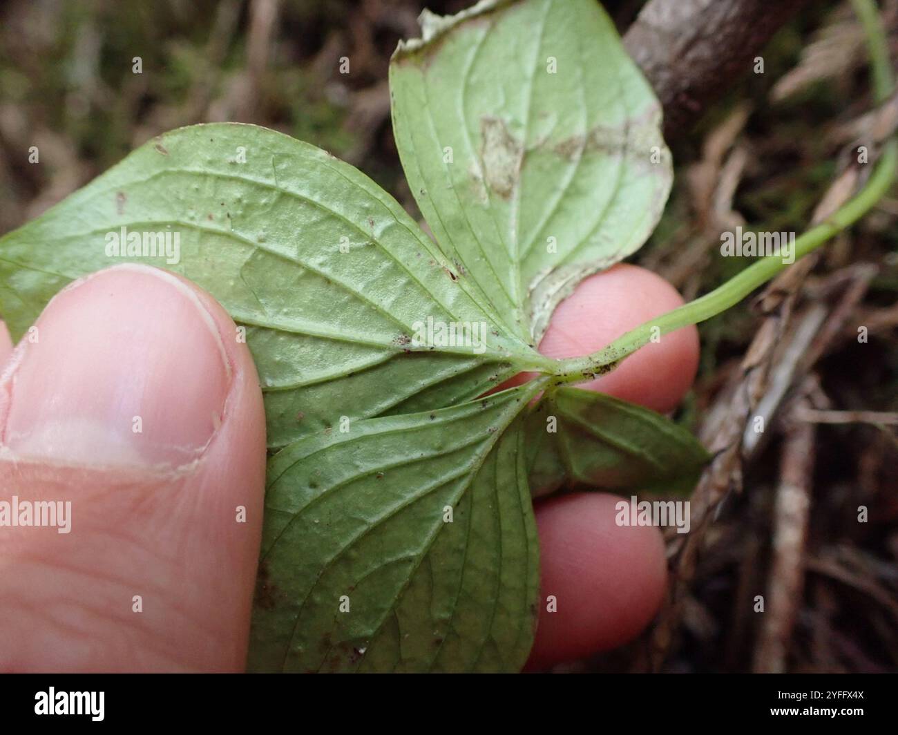 Western Bunchberry (Cornus unalaschkensis Stock Photo - Alamy