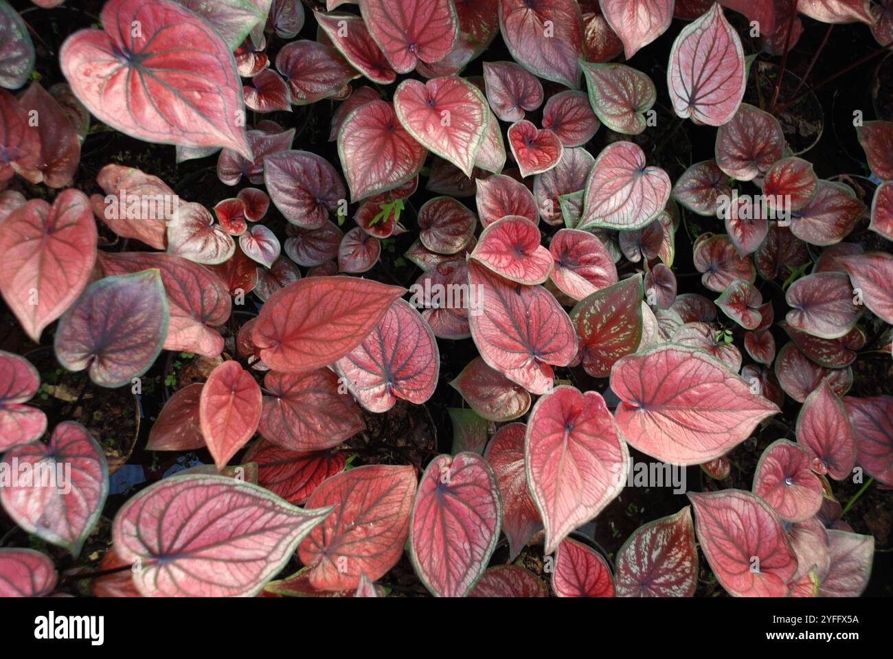 Full frame Aerial view Closeup photo point of view red caladium leaves ...