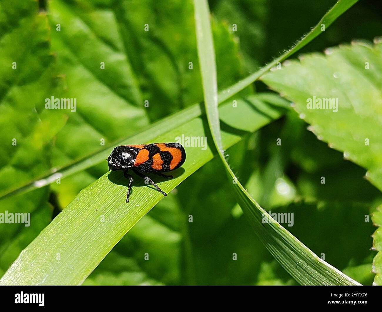 Common Froghopper (Cercopis vulnerata Stock Photo - Alamy