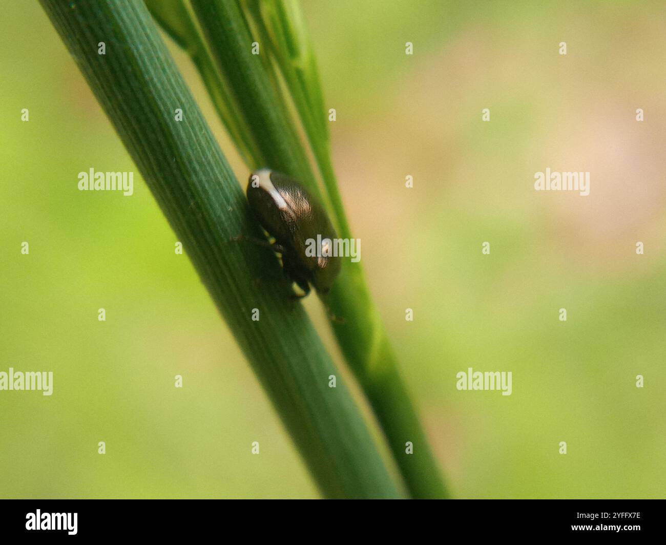 Scarab Shieldbug (Thyreocoris scarabaeoides Stock Photo - Alamy