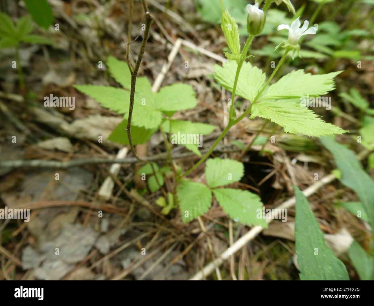 dwarf raspberry (Rubus pubescens Stock Photo - Alamy