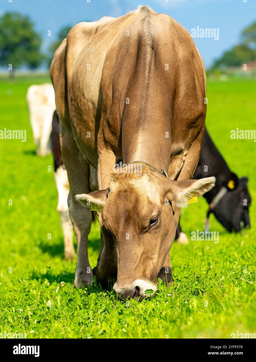 Dairy cows. Cattle in grass field. Cow in grassy pasture. Cattle cow ...