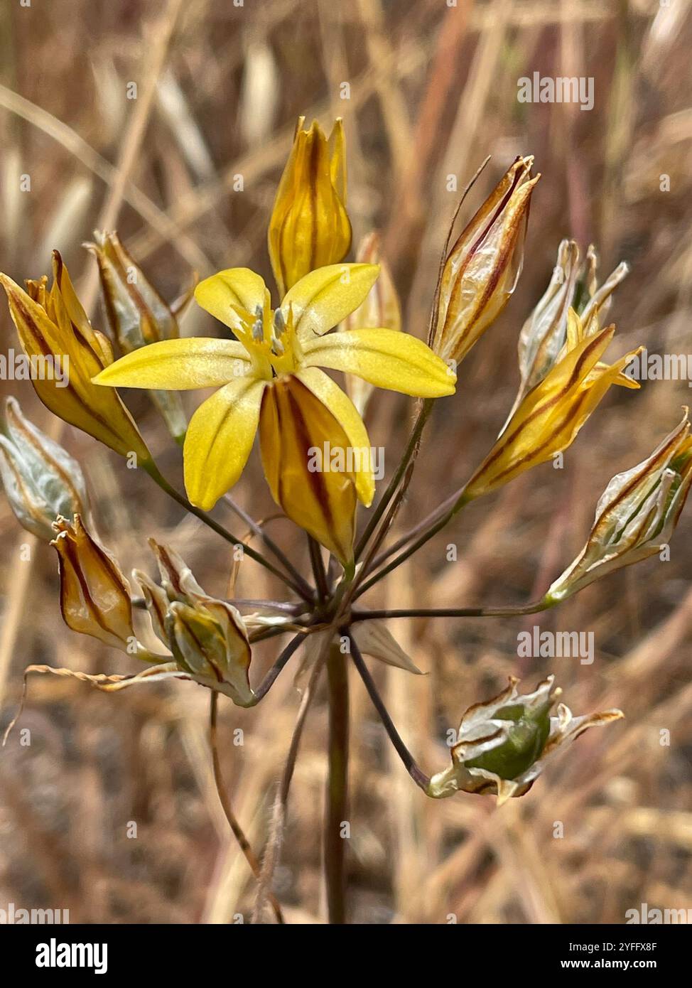 golden brodiaea (Triteleia ixioides ixioides Stock Photo - Alamy