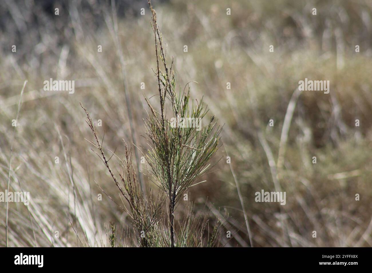 Sheoaks hi-res stock photography and images - Alamy