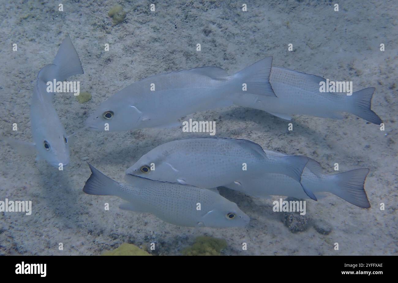 Gray Snapper (Lutjanus griseus Stock Photo - Alamy