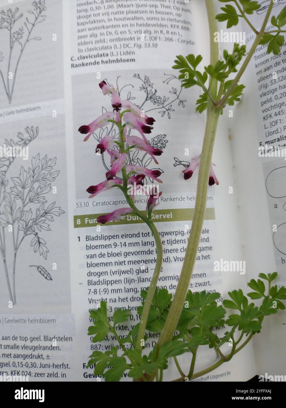 common ramping-fumitory (Fumaria muralis Stock Photo - Alamy