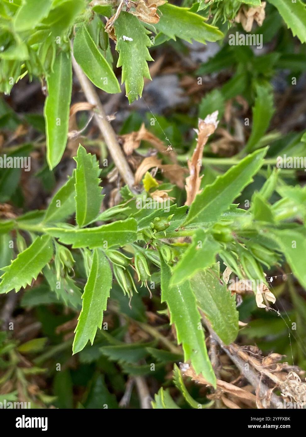 Capraria biflora hi-res stock photography and images - Alamy