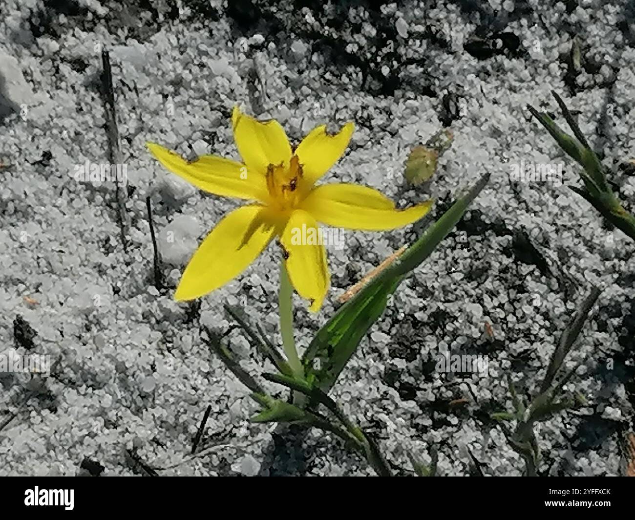 Plough Star (Empodium plicatum Stock Photo - Alamy