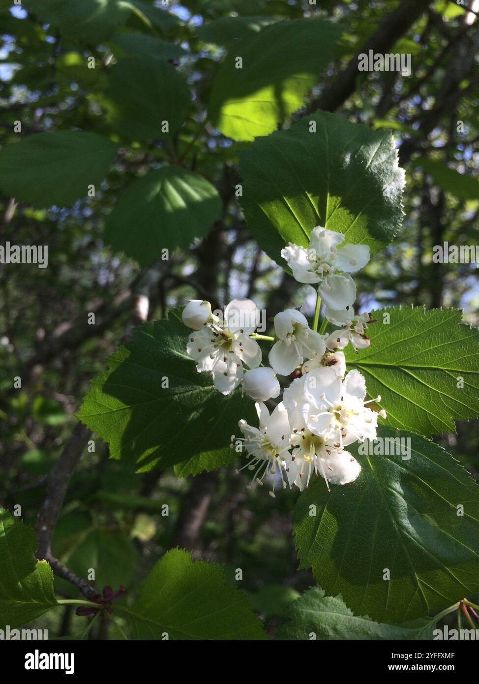 Brainerds hi-res stock photography and images - Alamy