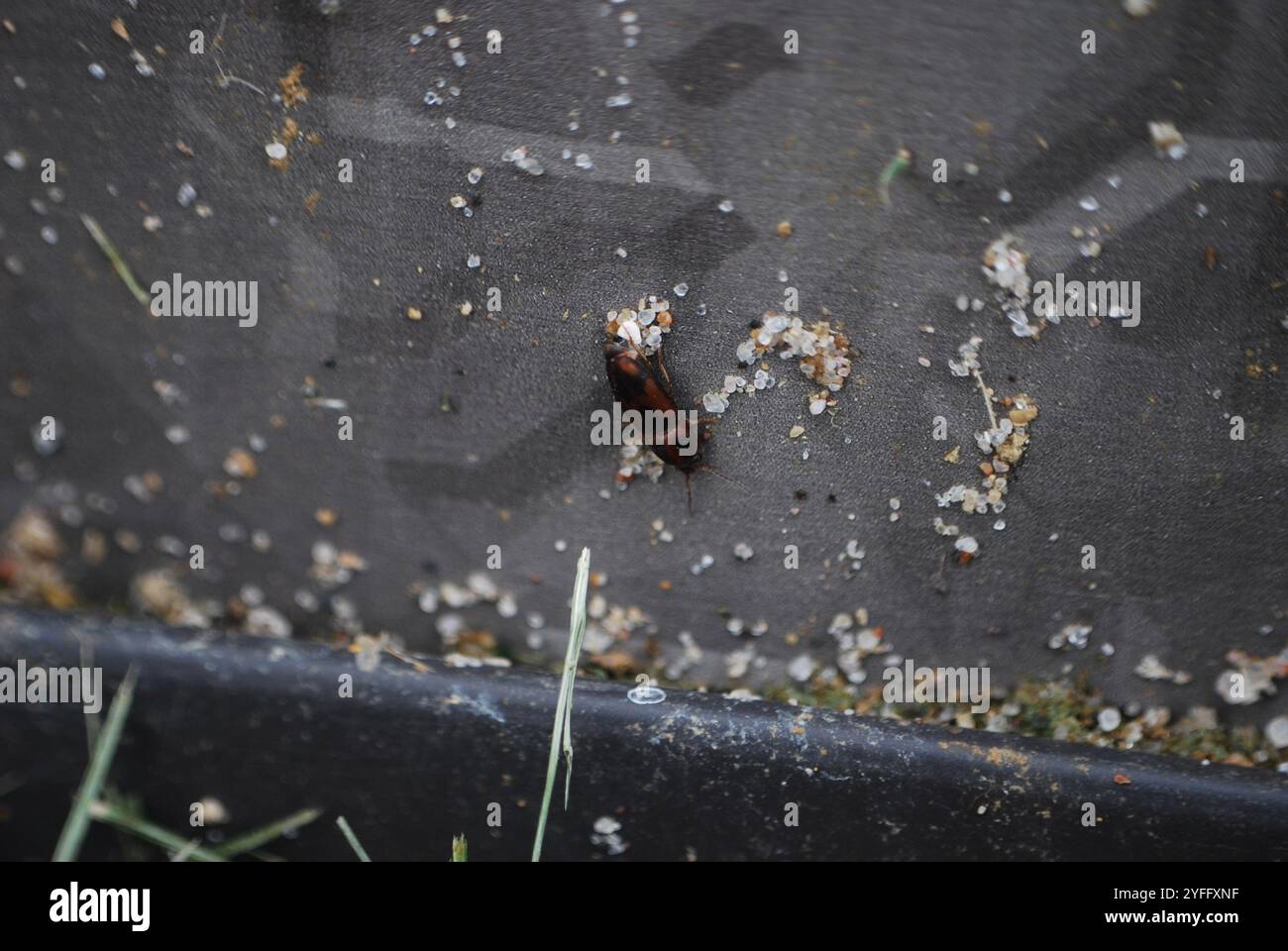 Monocrepidius hi-res stock photography and images - Alamy