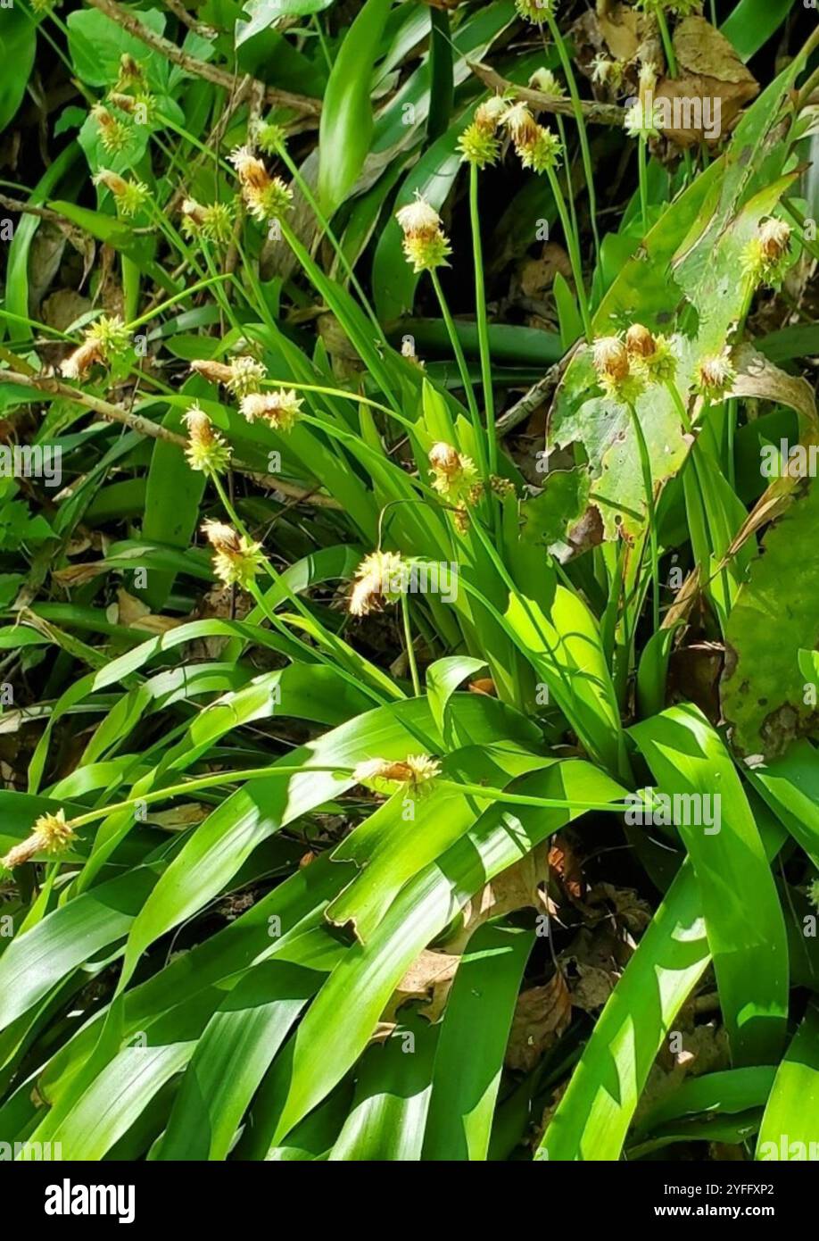 Fraser's Sedge (Carex fraseriana Stock Photo - Alamy