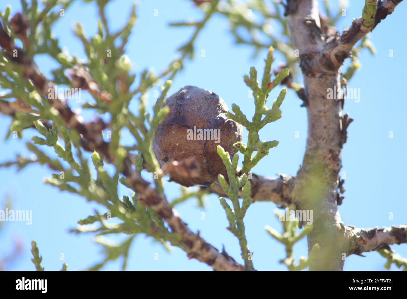 Tecate cypress (Hesperocyparis forbesii Stock Photo - Alamy