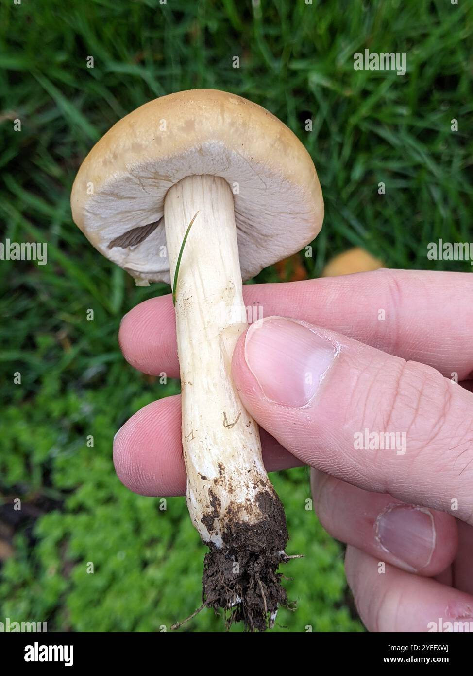 Spring Fieldcap (Agrocybe praecox Stock Photo - Alamy