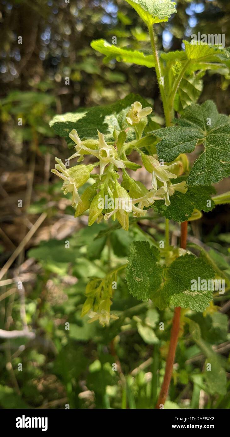 sticky currant (Ribes viscosissimum Stock Photo - Alamy