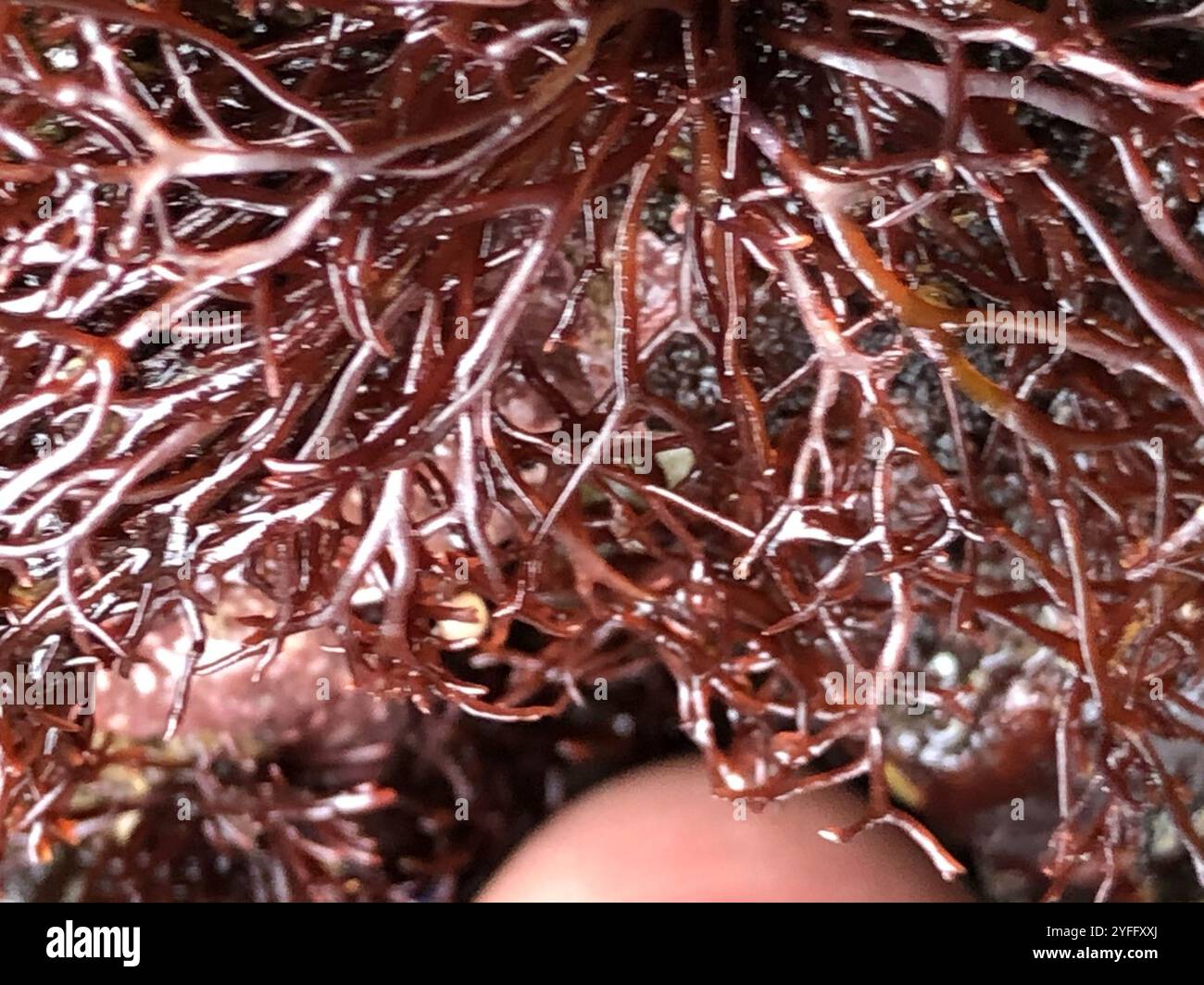 Scouring-pad alga (Endocladia muricata Stock Photo - Alamy