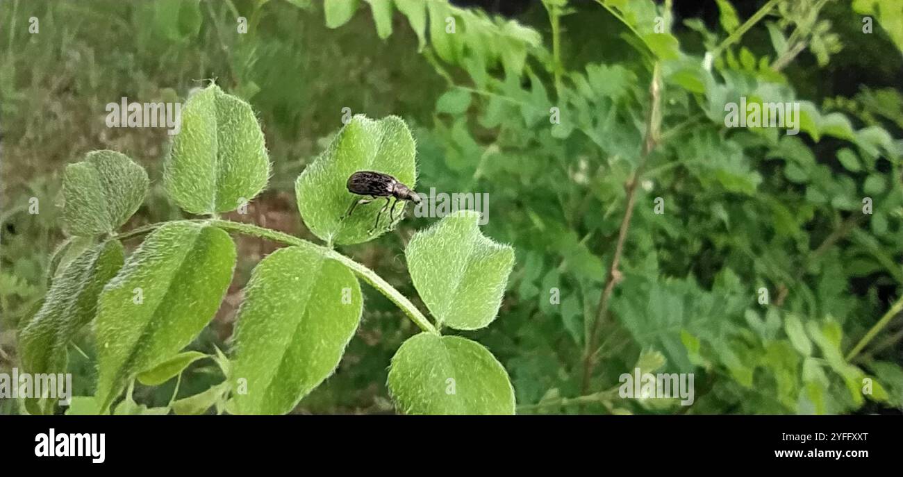 Common Leaf Weevil (Phyllobius pyri Stock Photo - Alamy