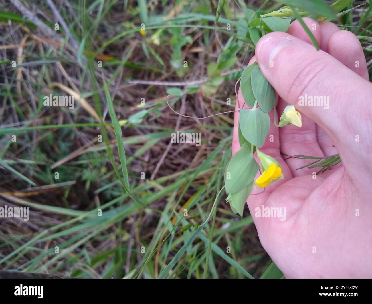 Yellow vetchling lathyrus aphaca hi-res stock photography and images ...
