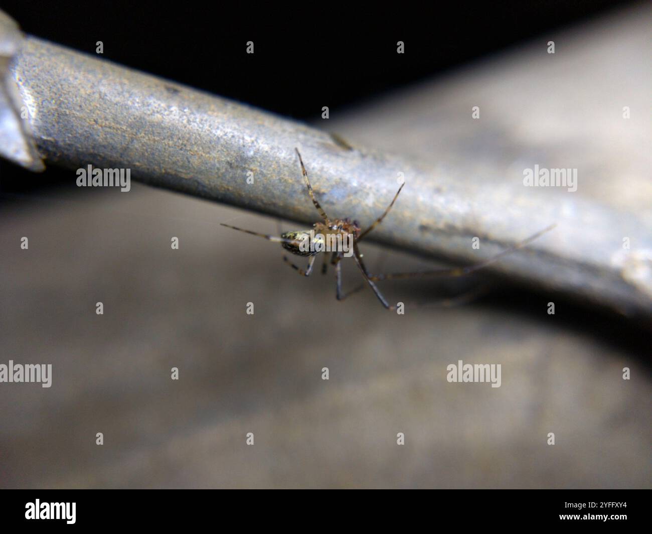 Comb-footed Spiders (Theridiidae Stock Photo - Alamy