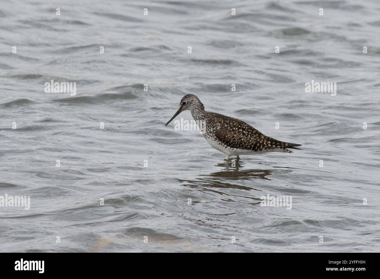 Lesser Yellowlegs (Tringa flavipes Stock Photo - Alamy