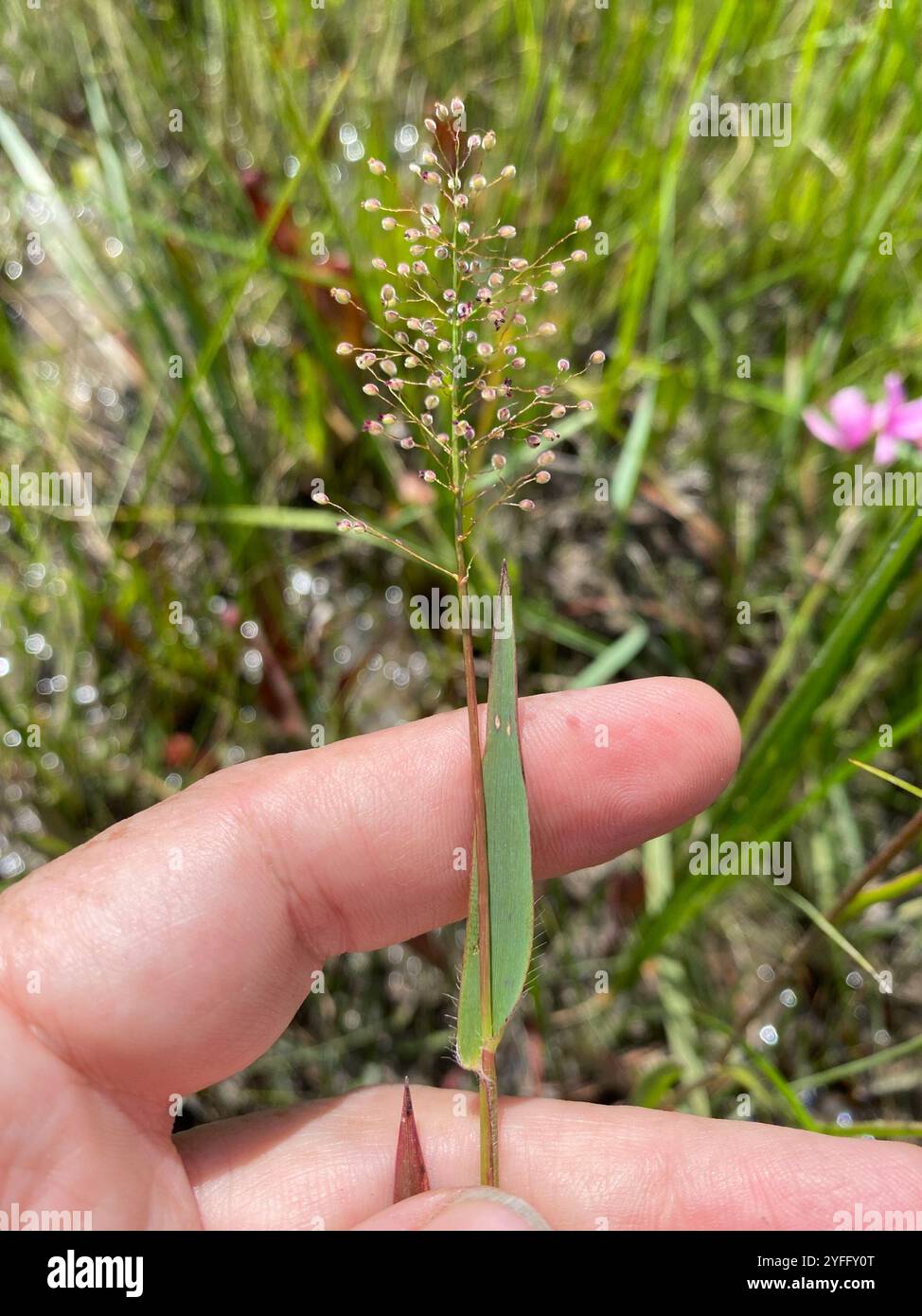 erectleaf panicgrass (Dichanthelium erectifolium Stock Photo - Alamy