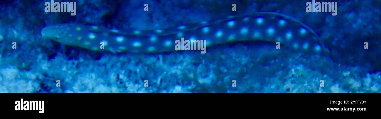 Sharptail Eel (Myrichthys breviceps Stock Photo - Alamy